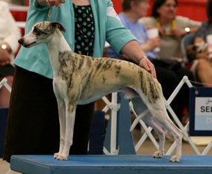 EWhippetzine ~ Lone Star Whippet Club
