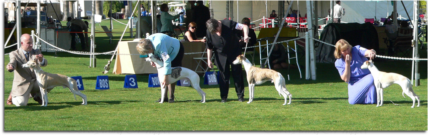EWhippetzine ~ Inland Empire Hound Club of Southern California