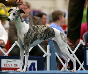 EWhippetzine ~ Lone Star Whippet Club