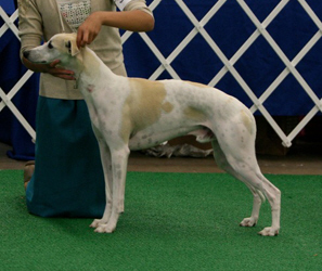 EWhippetzine ~ Lone Star Whippet Club