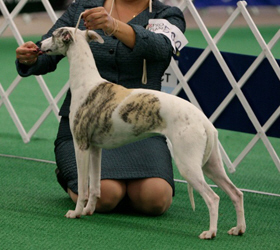 EWhippetzine ~ Lone Star Whippet Club